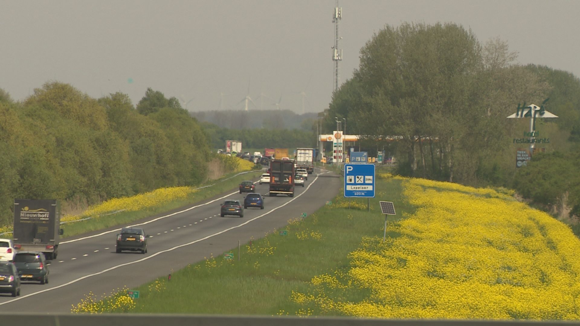 Omroep Flevoland - Nieuws - Knalgeel koolzaad kan boer helpen bij ...
