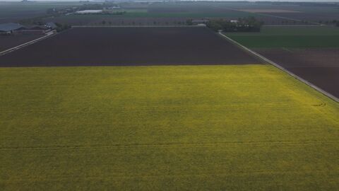 Omroep Flevoland - Nieuws - Knalgeel koolzaad kan boer helpen bij ...